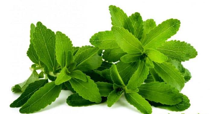 stévia recette pour diabétique. stévia et fertilité, insuline, hépatite b